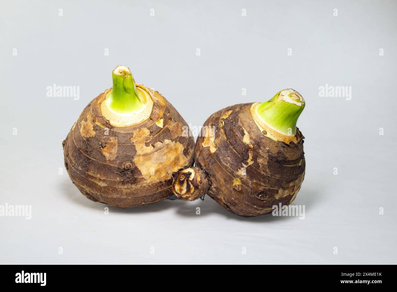 Edible root of colocasia over white background. Colocasia esculenta is ...