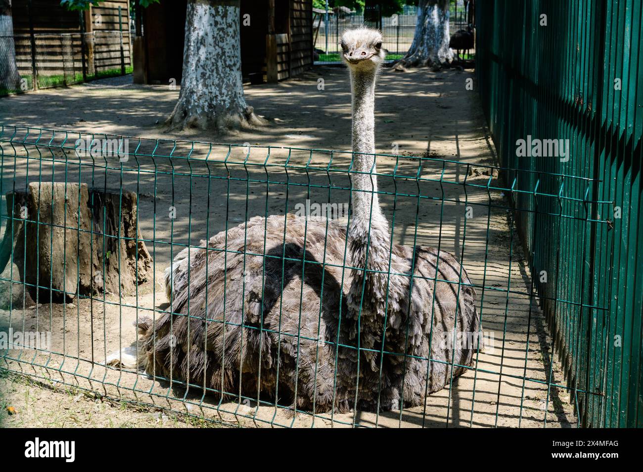 One old large ostrich bird behind a metallic fence Stock Photo - Alamy