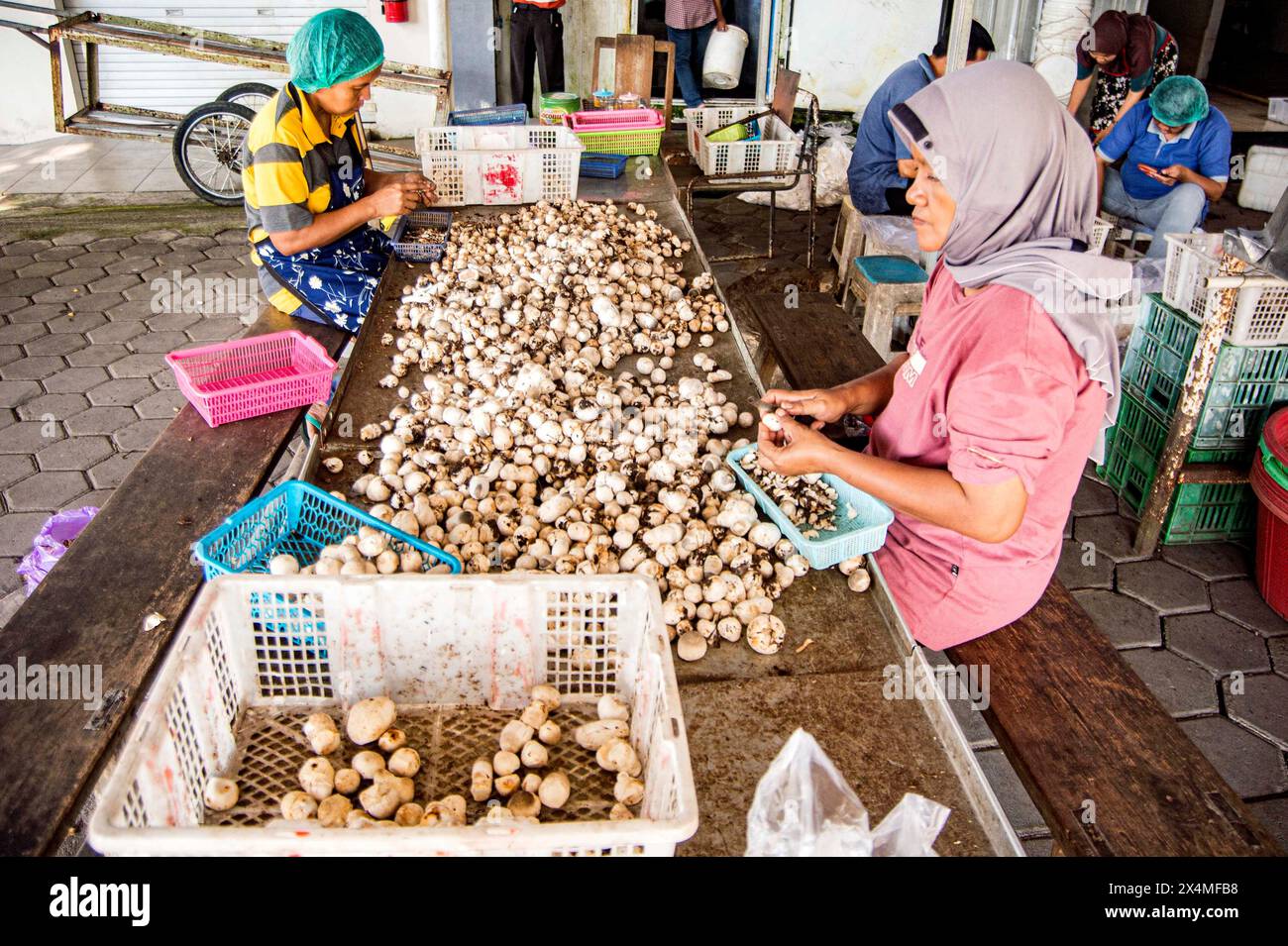 Yogyakarta, Indonesia. 4th May, 2024. Farmers sort out newly harvested ...