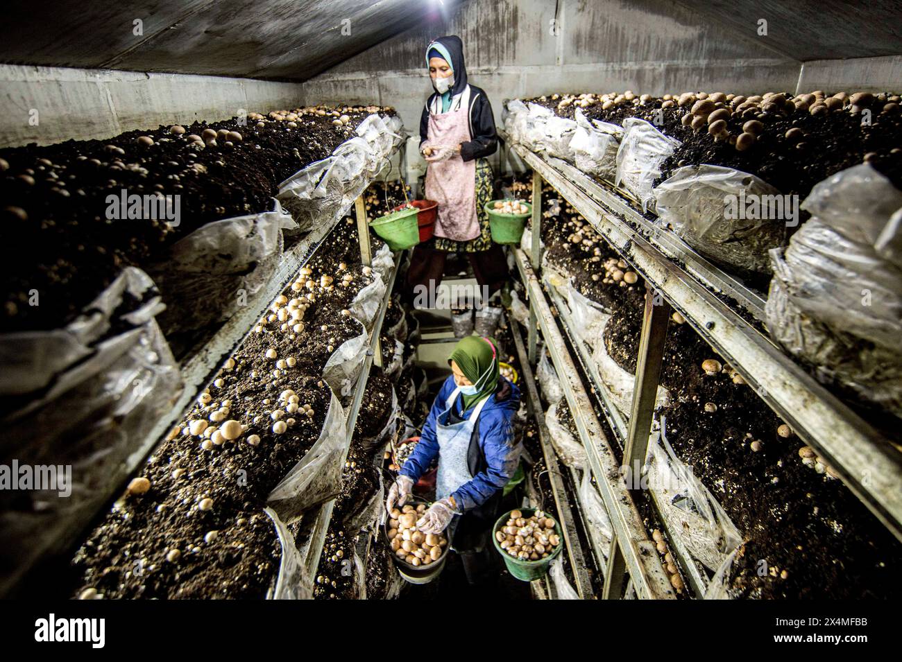 Yogyakarta, Indonesia. 4th May, 2024. Farmers pick mushroom during ...