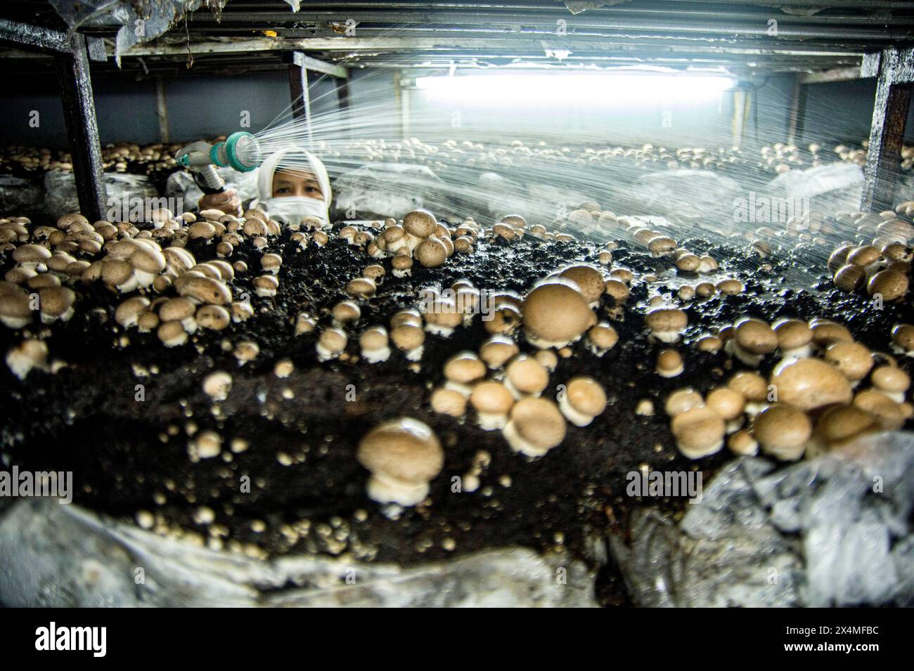 Yogyakarta, Indonesia. 4th May, 2024. A farmer waters mushroom at a ...