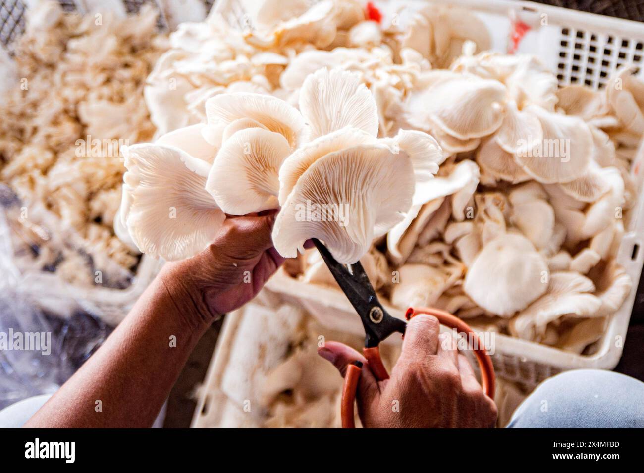 Yogyakarta, Indonesia. 4th May, 2024. A worker sorts mushroom after ...