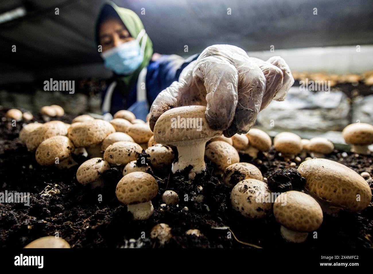 Yogyakarta, Indonesia. 4th May, 2024. A farmer picks mushroom during ...