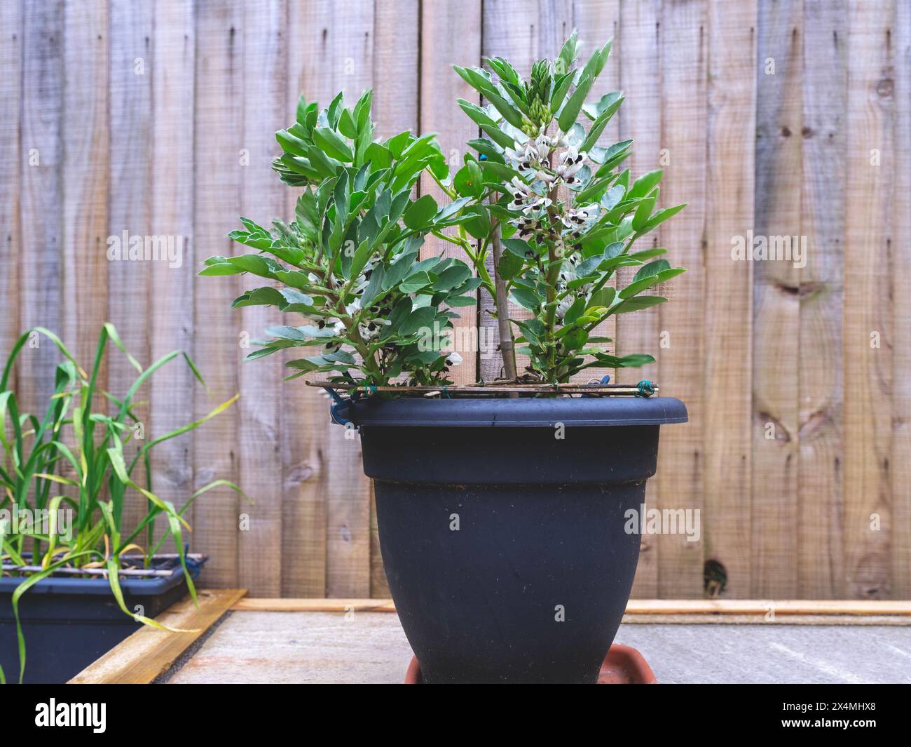 Dwarf broad bean plant The Sutton flowering in a plastic container ...