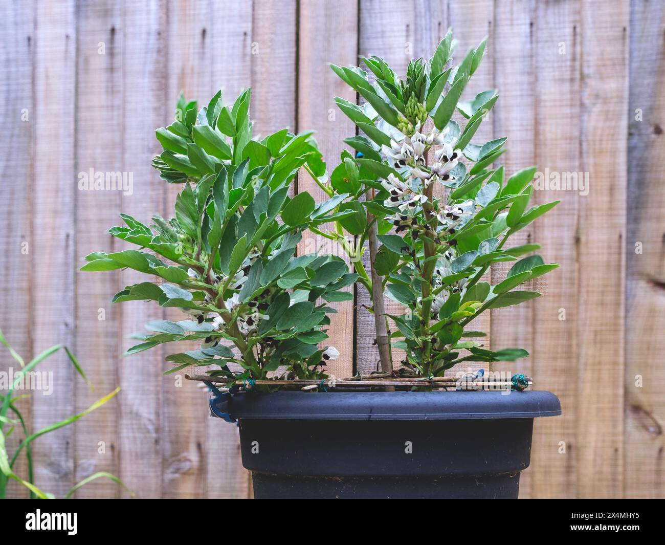 Closeup of a dwarf broad bean plant The Sutton flowering in a plastic ...