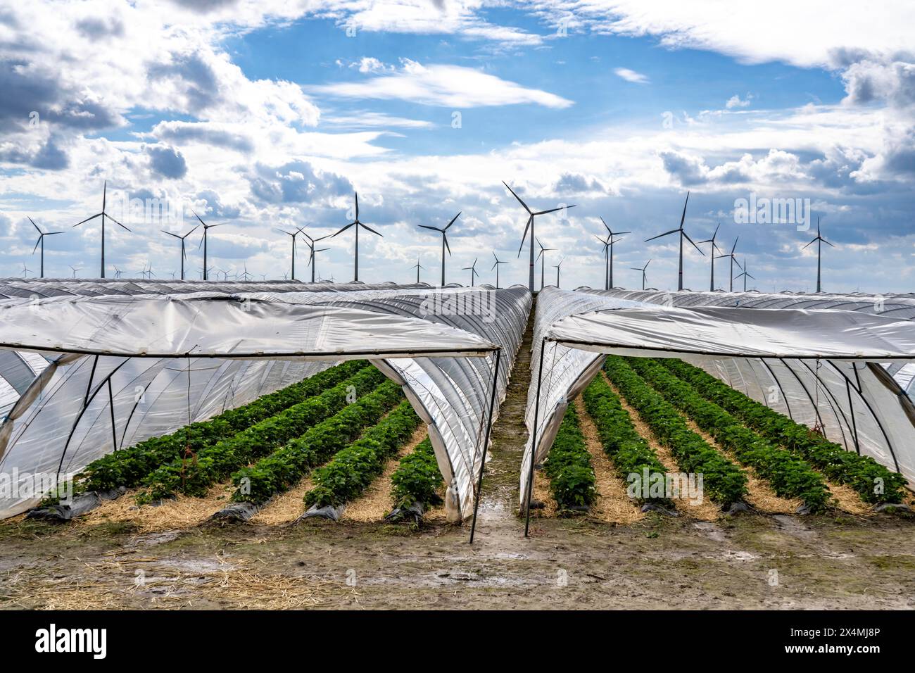 Agriculture, large areas with foil tunnels, for growing strawberries ...