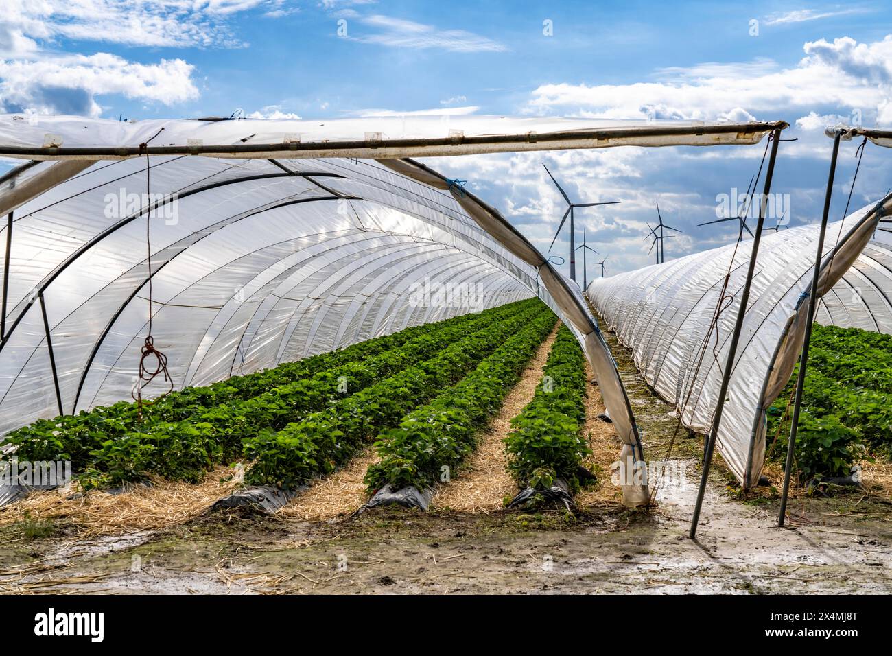 Agriculture, large areas with foil tunnels, for growing strawberries ...