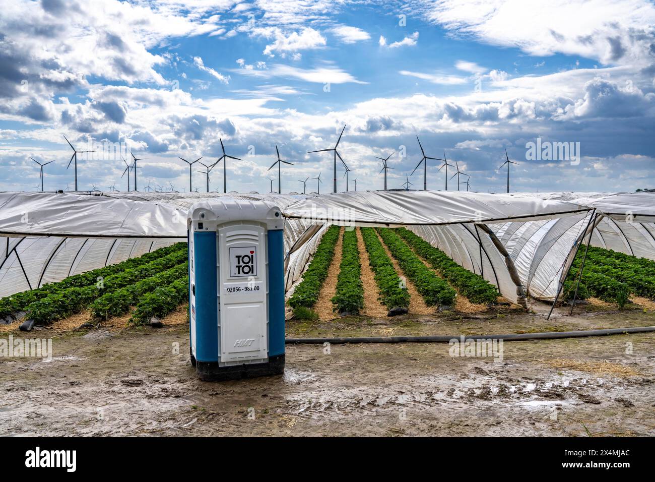 Agriculture, large areas with foil tunnel, for the cultivation of ...