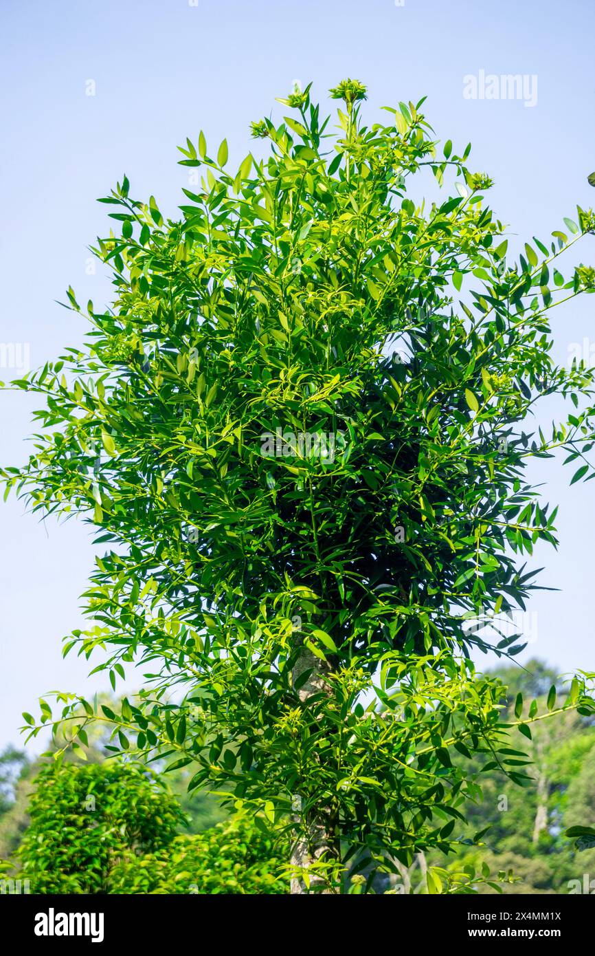 Agathis robusta (Dundathu pine, kauri pine, Queensland kauri ...