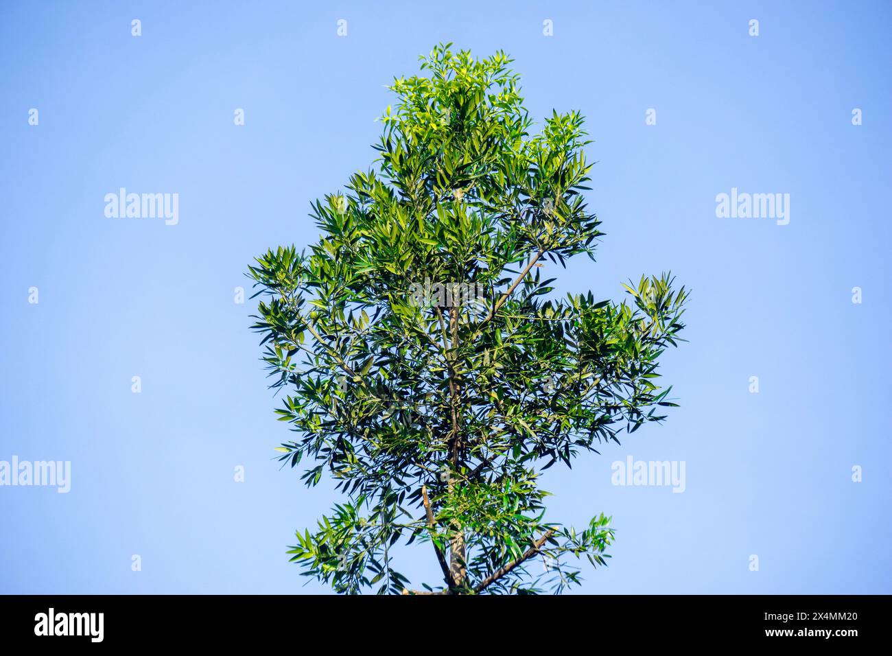 Agathis robusta (Dundathu pine, kauri pine, Queensland kauri ...