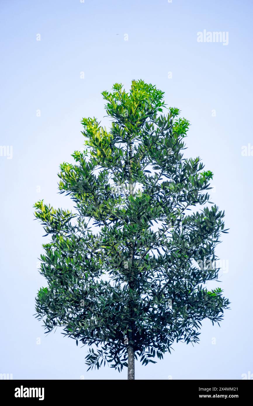 Kauri pine vintage hi-res stock photography and images - Alamy