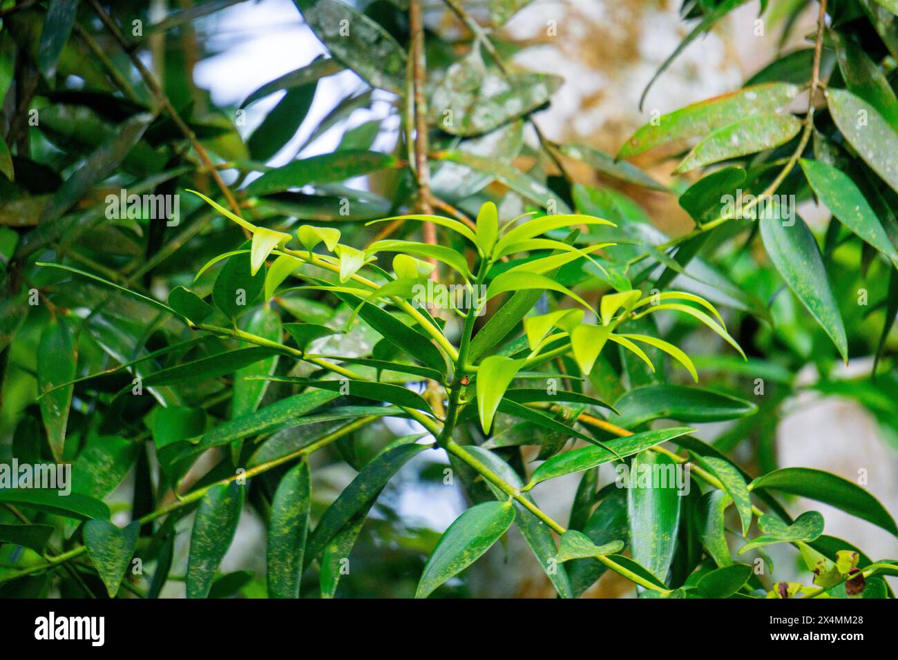Agathis robusta (Dundathu pine, kauri pine, Queensland kauri ...