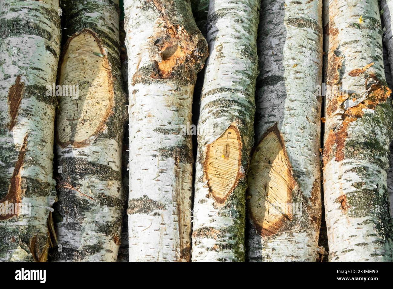 Common birch (Betula pendula Stock Photo - Alamy