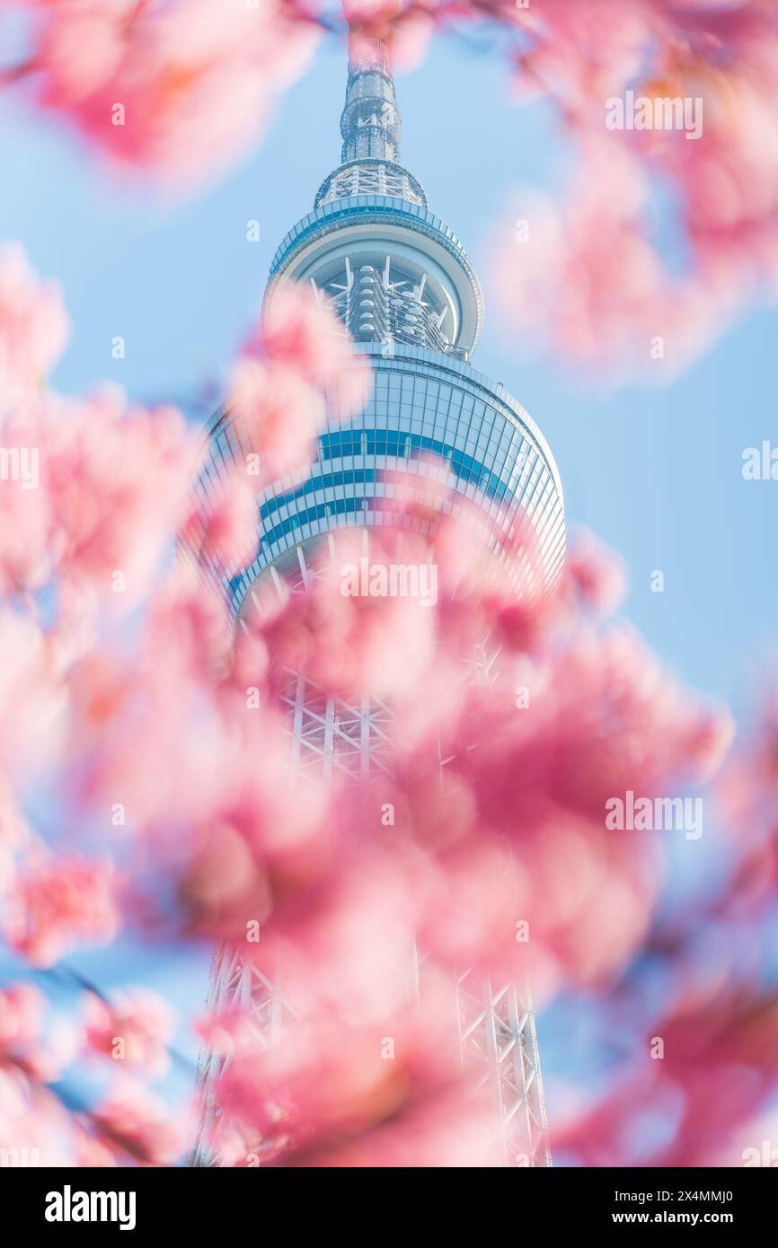 Kawazu Zakura and Tokyo Skytree, Tobu Bridge, Mukojima, Sumida City ...