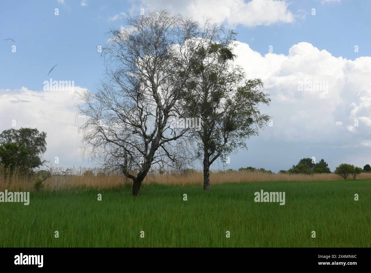 Zwei Birken stehen vor einem Schilfgürtel im Hangquellmoor Binsenberg ...