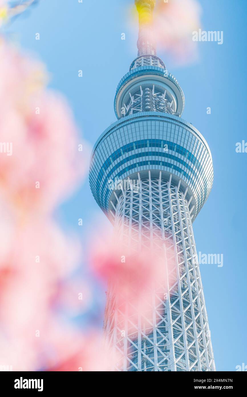 Kawazu Zakura and Tokyo Skytree, Tobu Bridge, Mukojima, Sumida City ...