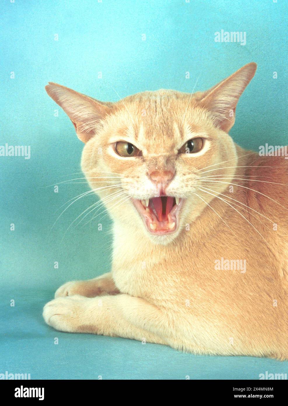 Unhappy Cream Burmese Head Shot Stock Photo - Alamy