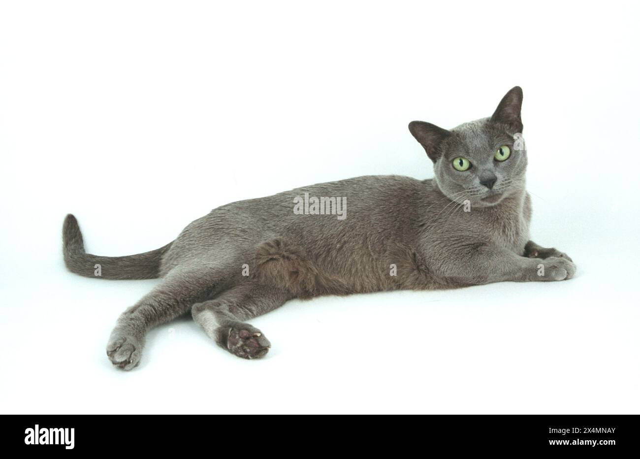 Burmese blue mother cat with hi-res stock photography and images - Alamy