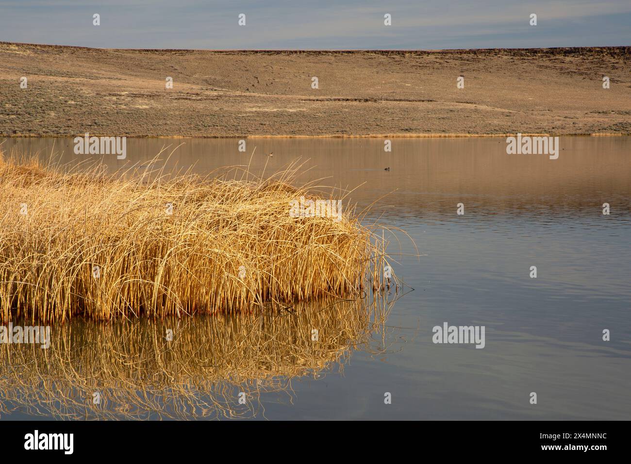 Sheldon national wildlife refuge hi-res stock photography and images ...