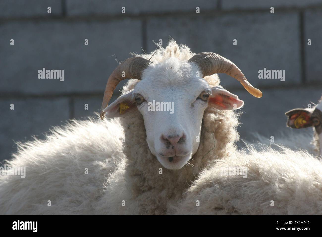 Sheep in a meadow in the village of Kolan on the island of Pag in ...