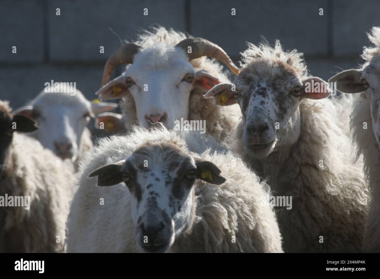 Sheep in a meadow in the village of Kolan on the island of Pag in ...
