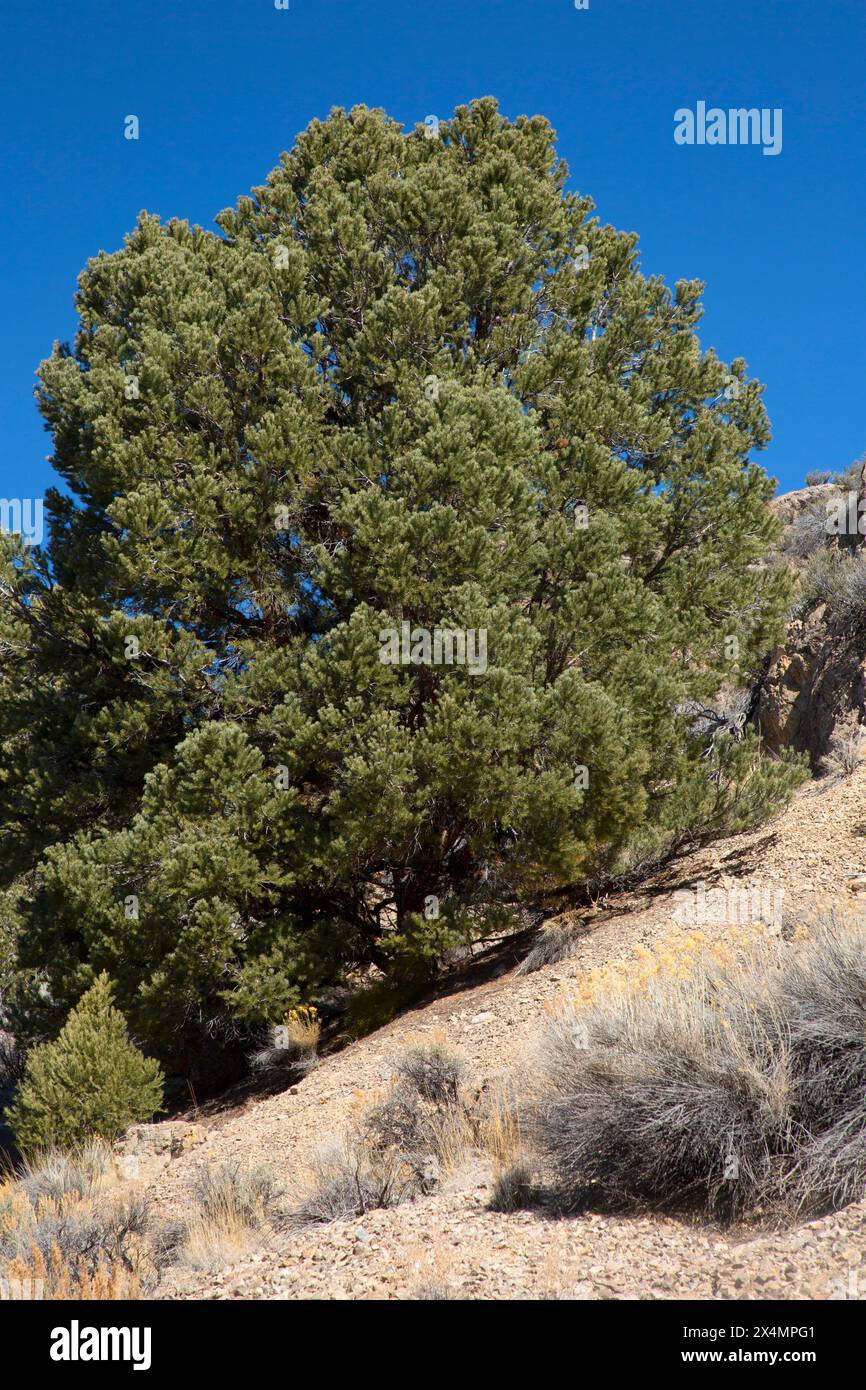 Pinyon pine, Cave Lake State Park, Nevada Stock Photo - Alamy