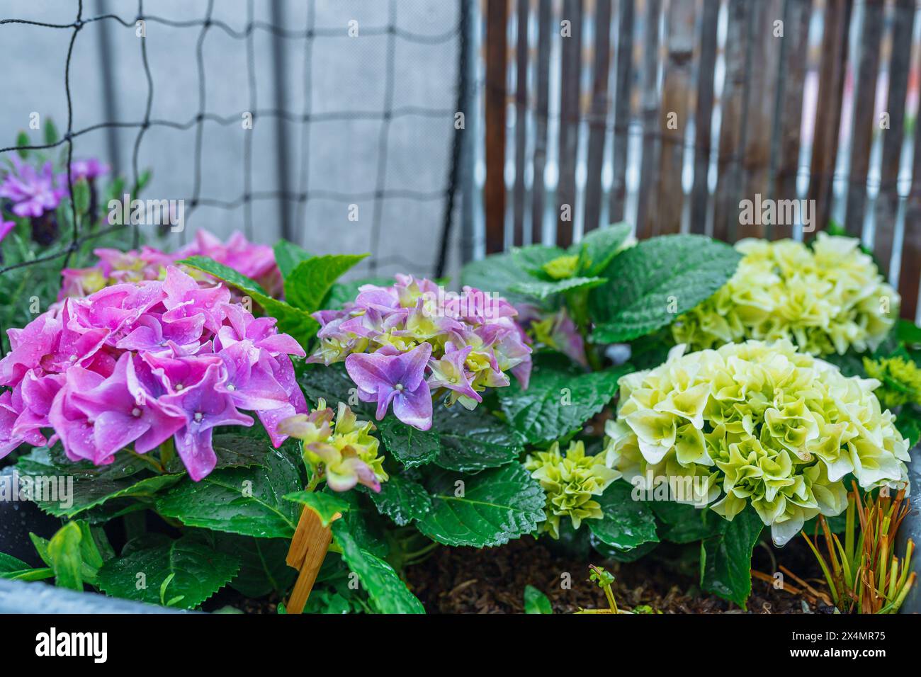 garden hydrangea multi-colored bright in box Stock Photo - Alamy