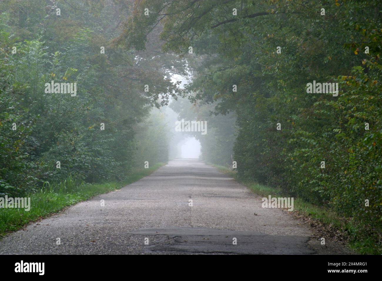 Rainy Foggy Fog And Rain
