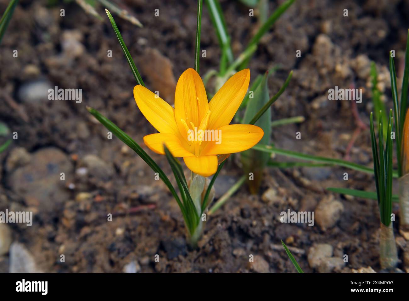 Yellow flowers of the late winter flowering Crocus chrysanthus in ...