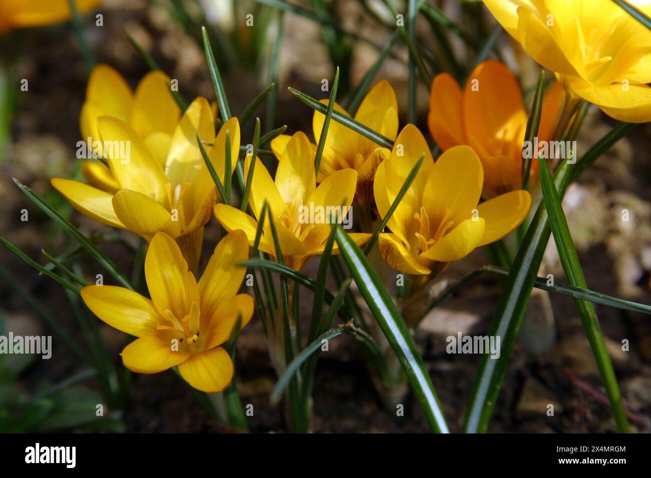 Yellow flowers of the late winter flowering Crocus chrysanthus in ...
