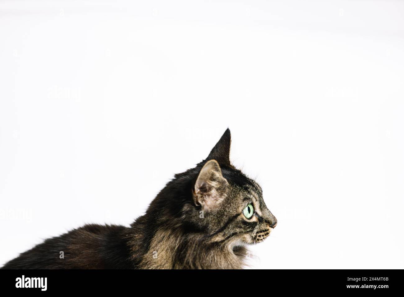 Horizontal photo a side profile of a tabby cat, attentively looking off ...