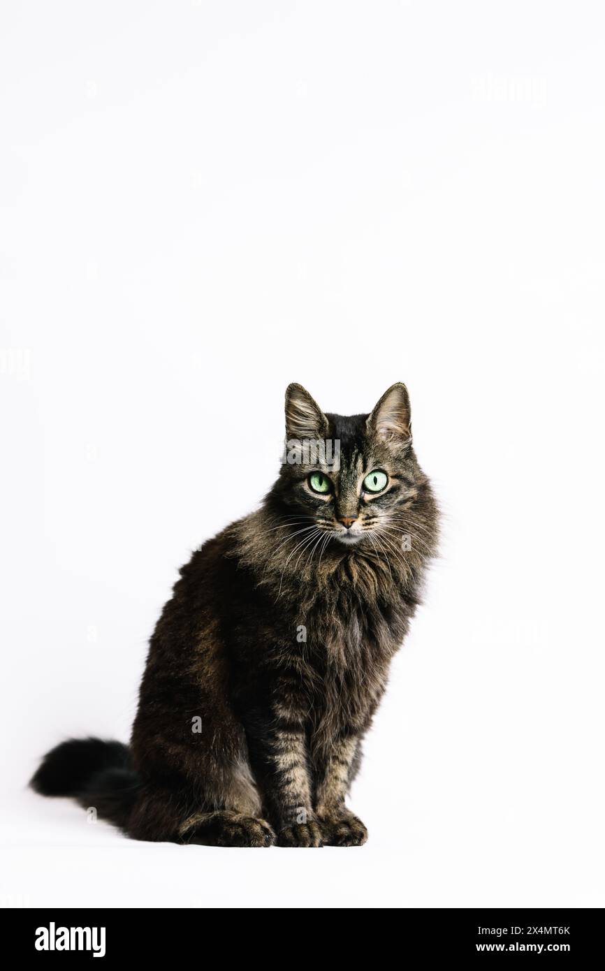 Vertical photo full-body portrait of a fluffy tabby cat, sitting ...