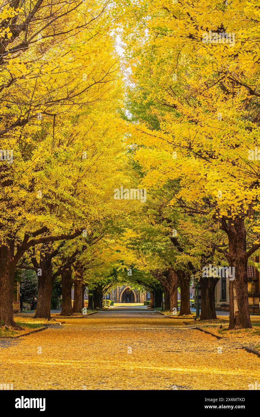 Ginkgo Trees of the University of Tokyo Stock Photo - Alamy