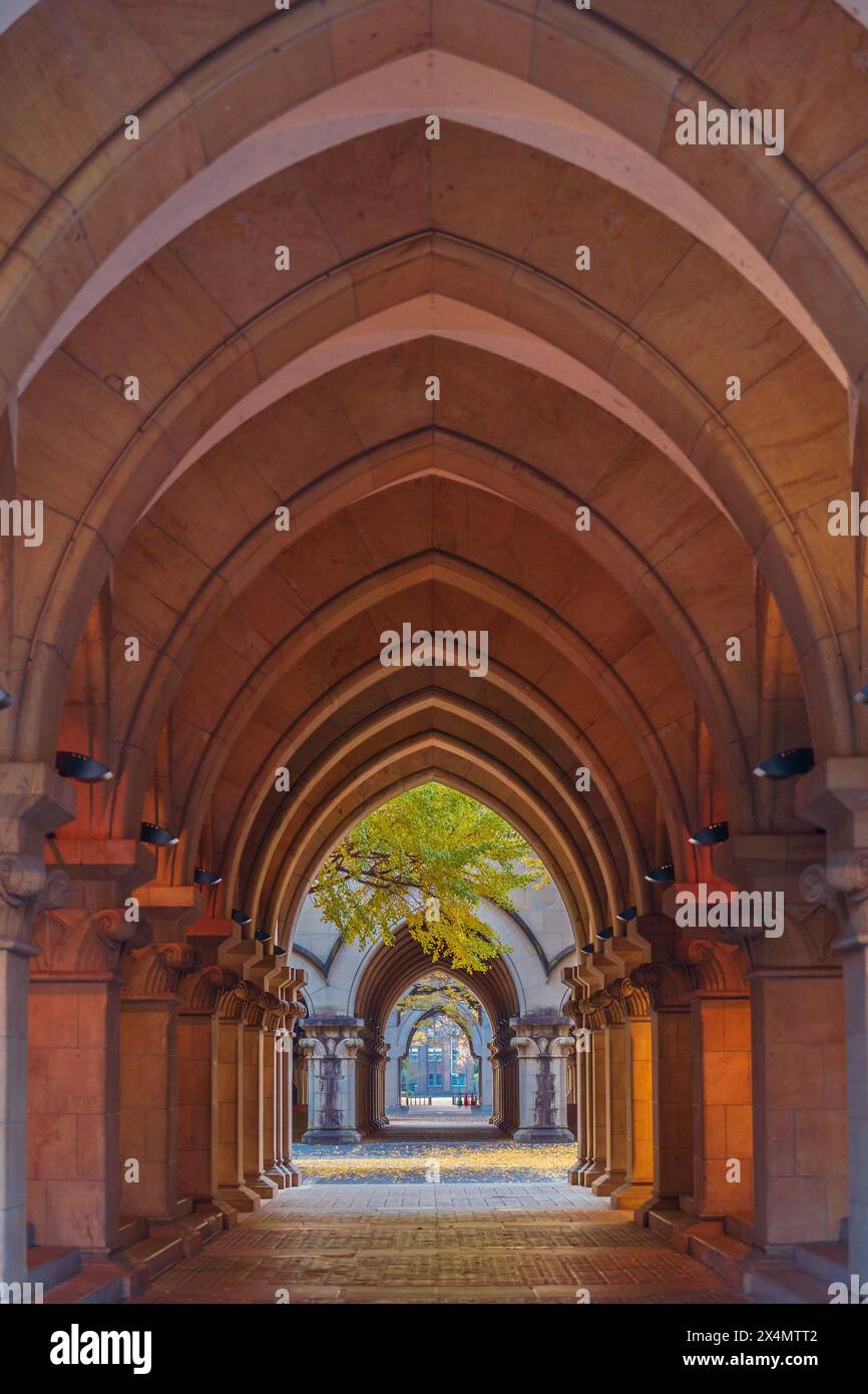 Ginkgo Trees of the University of Tokyo Stock Photo - Alamy