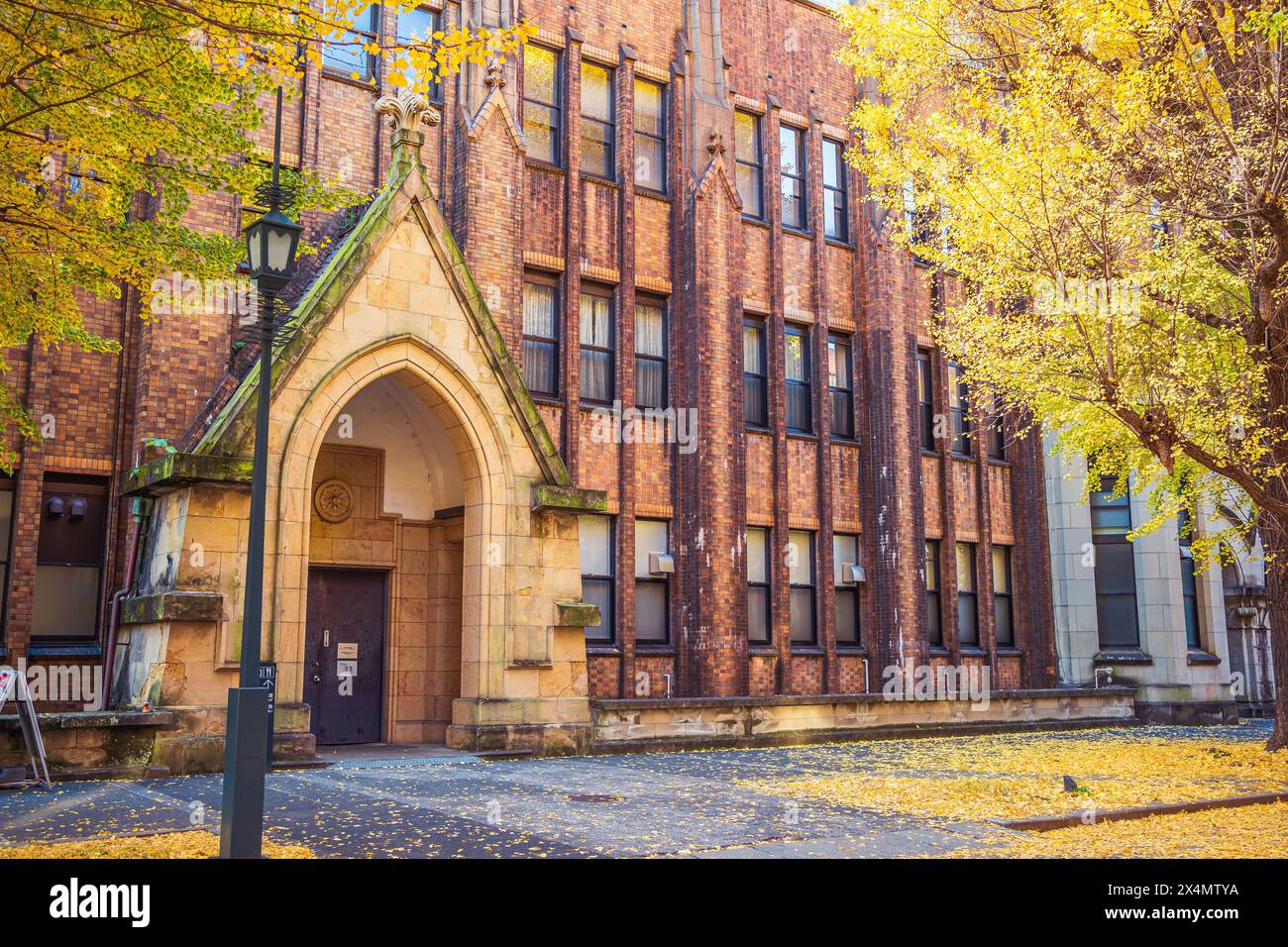 Ginkgo Trees of the University of Tokyo Stock Photo - Alamy