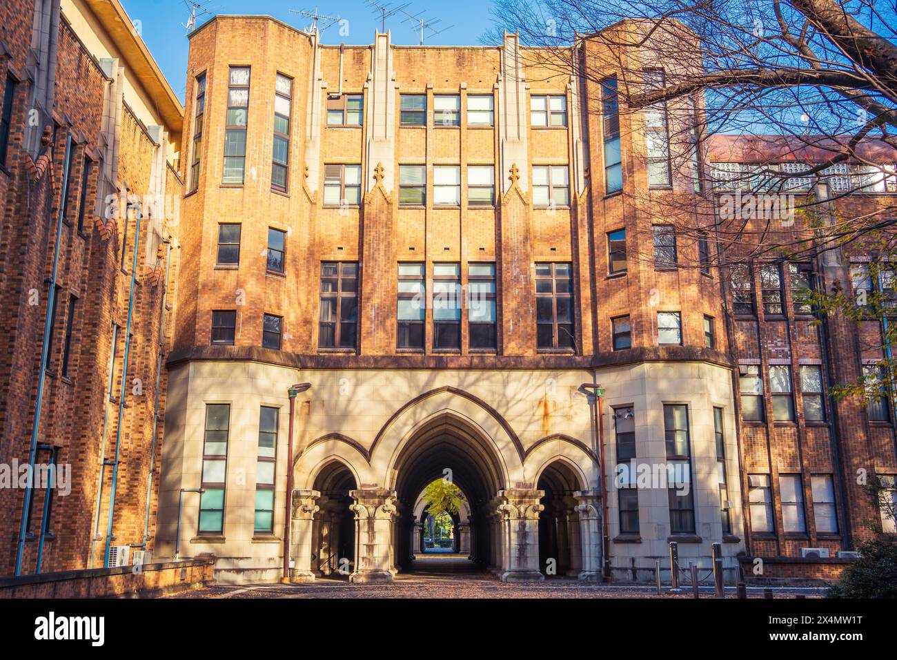 Ginkgo Trees of the University of Tokyo Stock Photo - Alamy