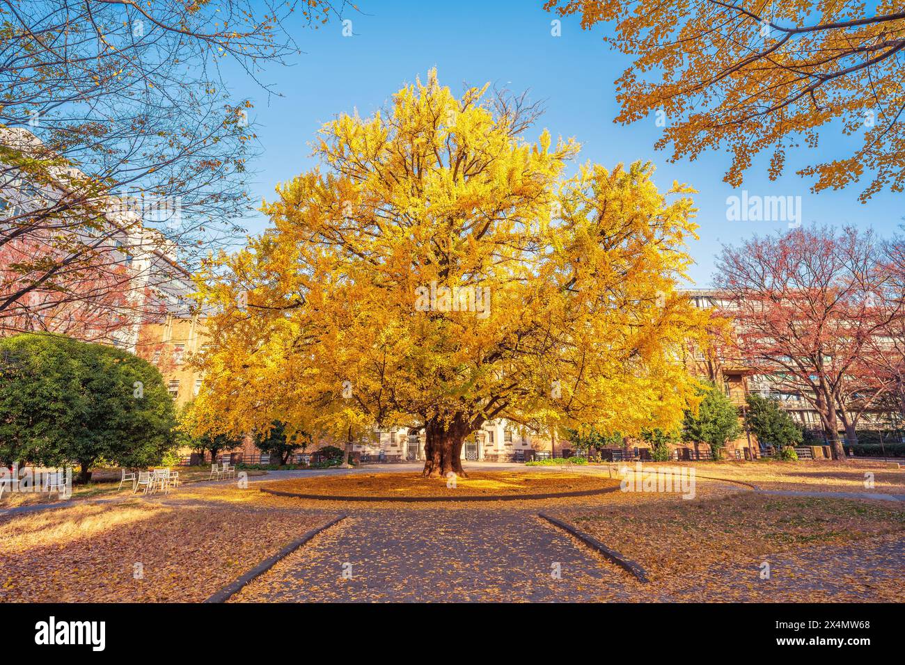 Ginkgo Trees of the University of Tokyo Stock Photo - Alamy