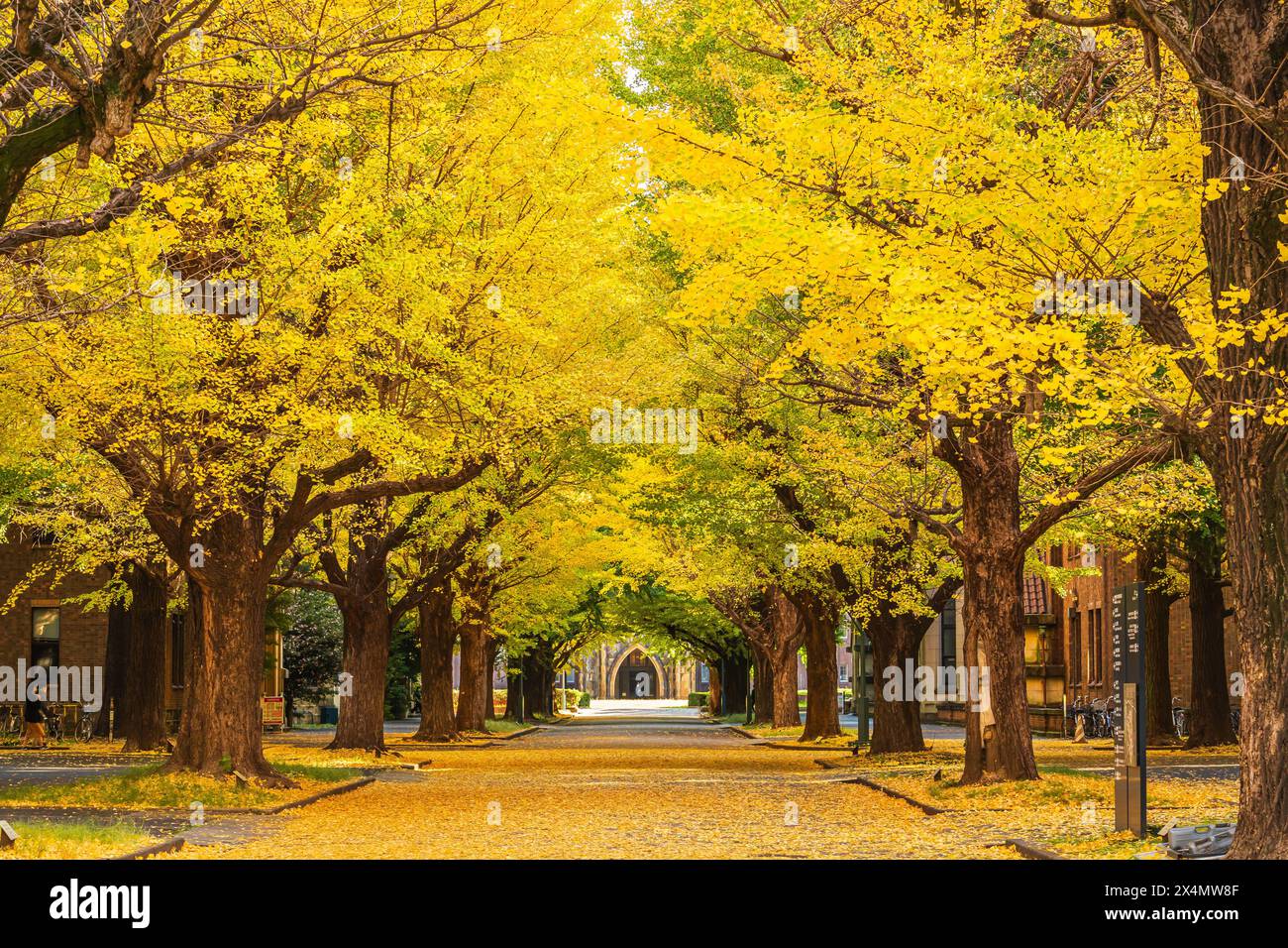 Ginkgo Trees of the University of Tokyo Stock Photo - Alamy