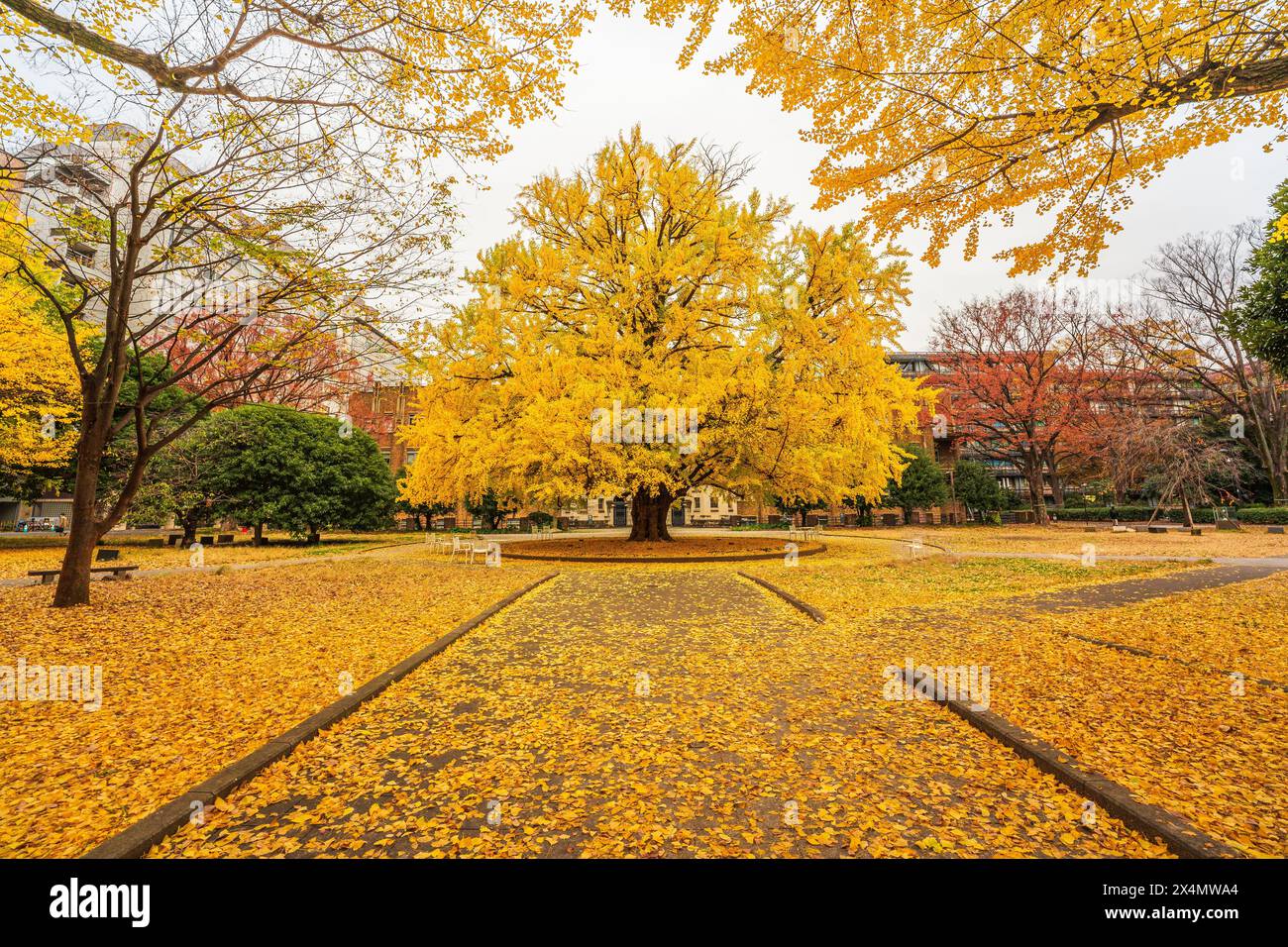 Ginkgo Trees of the University of Tokyo Stock Photo - Alamy