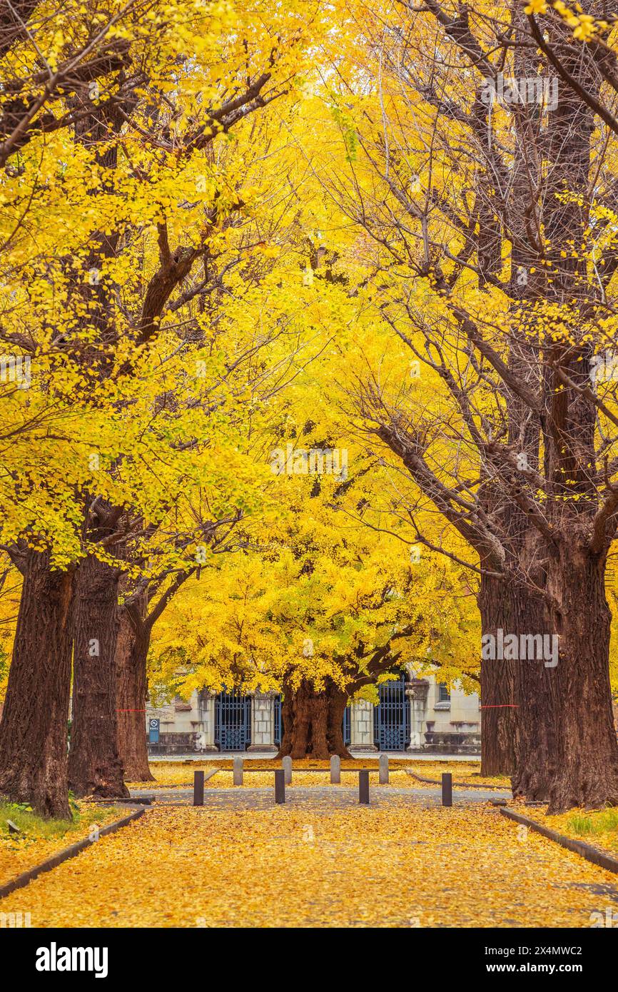Ginkgo Trees of the University of Tokyo Stock Photo - Alamy