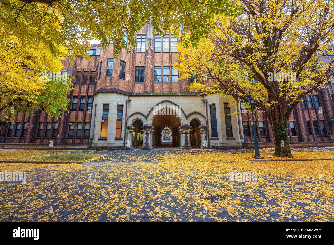 Ginkgo Trees of the University of Tokyo Stock Photo - Alamy