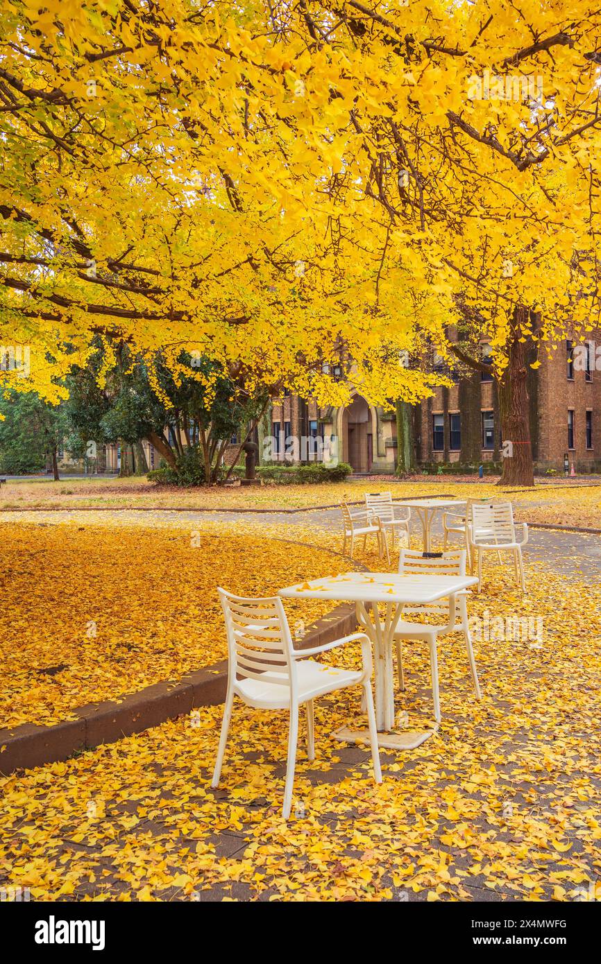 Ginkgo Trees of the University of Tokyo Stock Photo - Alamy