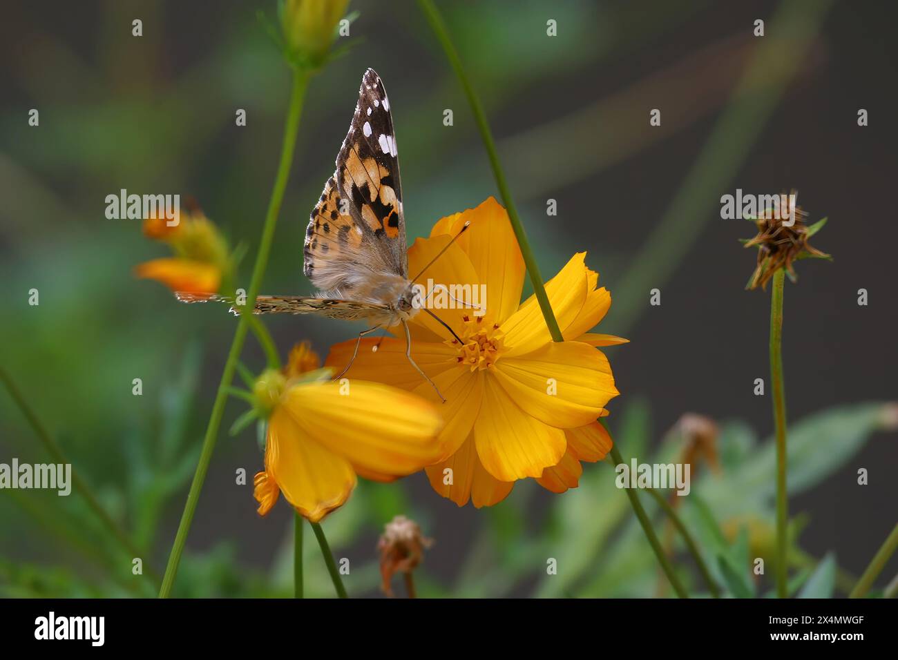 A butterfly sipping nectar from a flower Stock Photo - Alamy