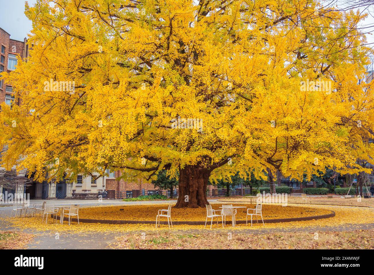 Ginkgo Trees of the University of Tokyo Stock Photo - Alamy