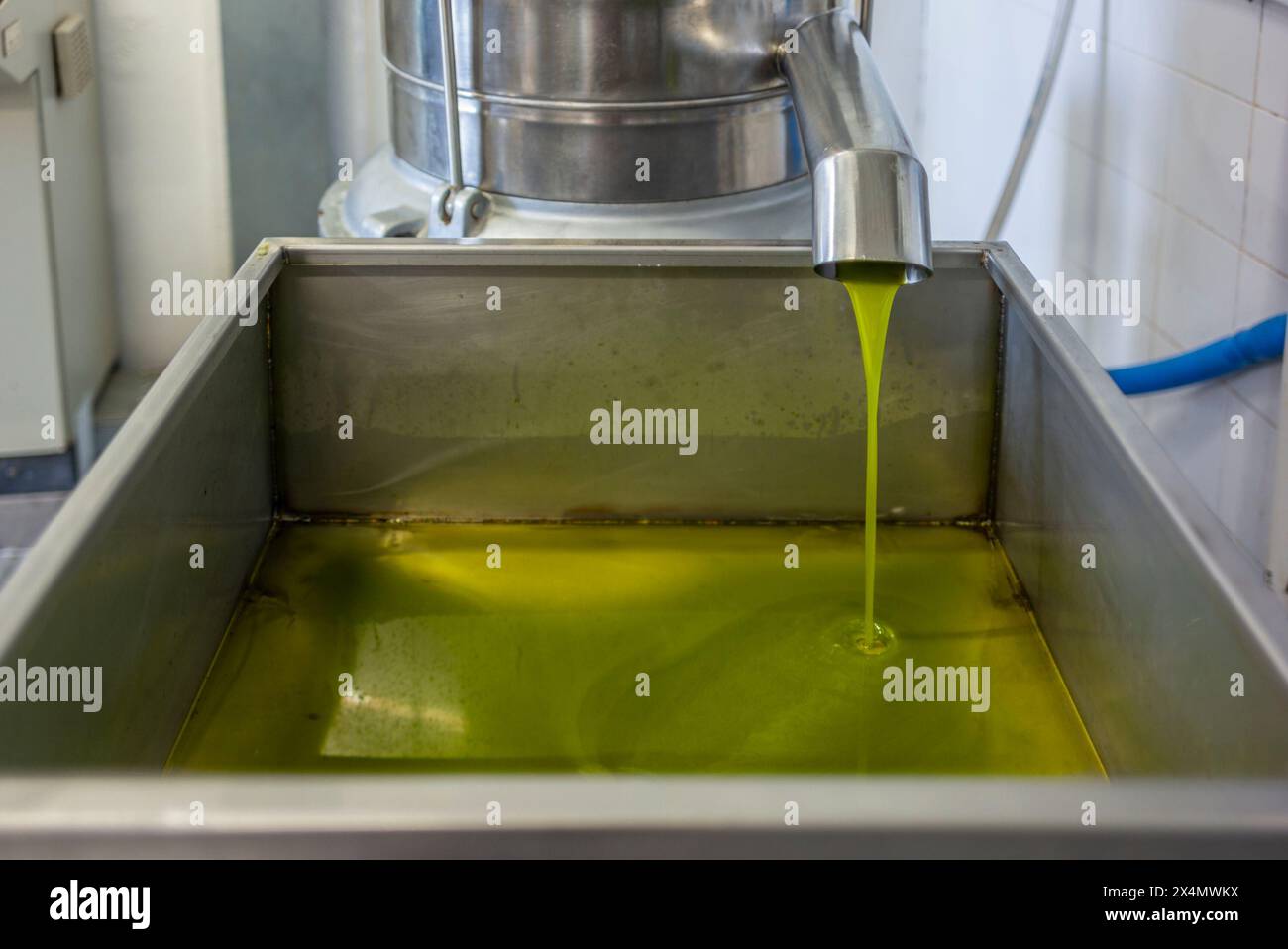 Fresh extra virgin olive oil flowing from the cold pressing in a mill ...