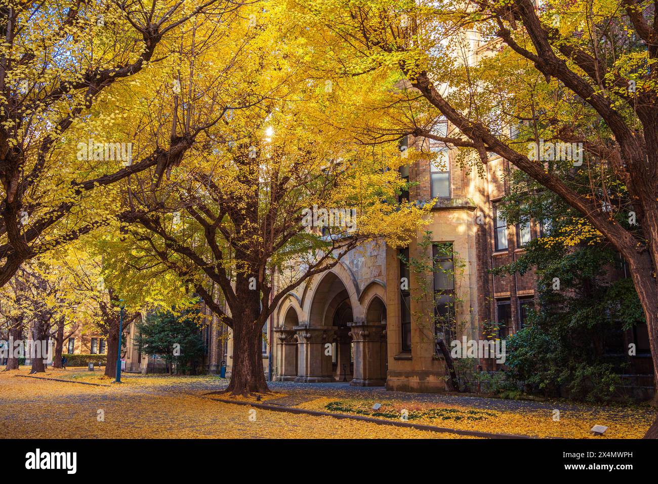 Ginkgo Trees of the University of Tokyo Stock Photo - Alamy