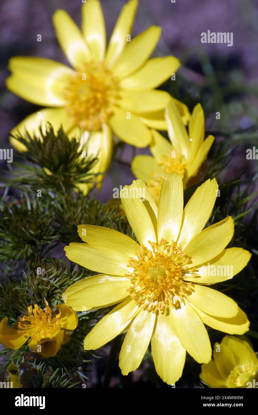 Spring Pheasant's Eye, Adonis vernalis, big yellow flowers close up ...