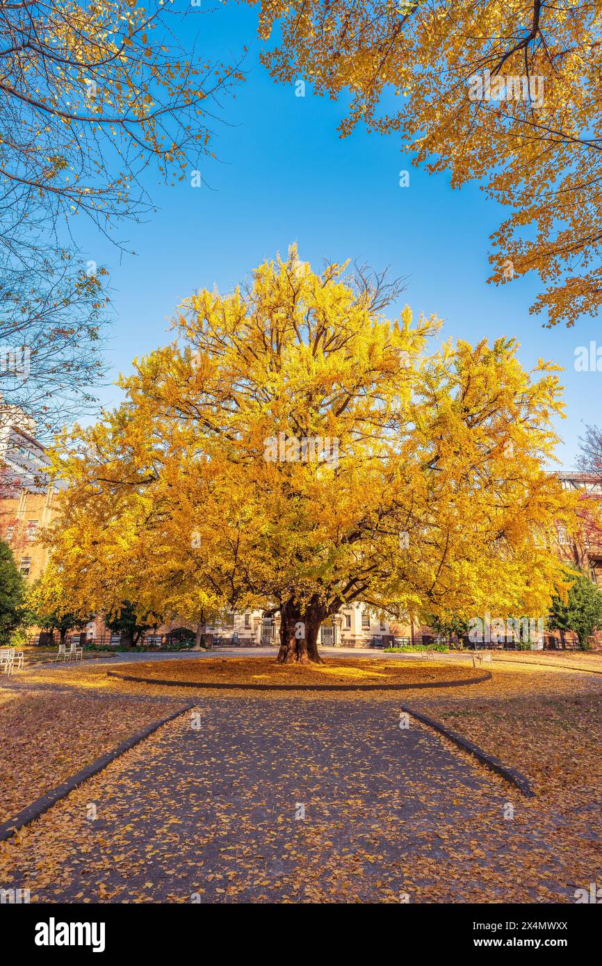 Ginkgo Trees of the University of Tokyo Stock Photo - Alamy