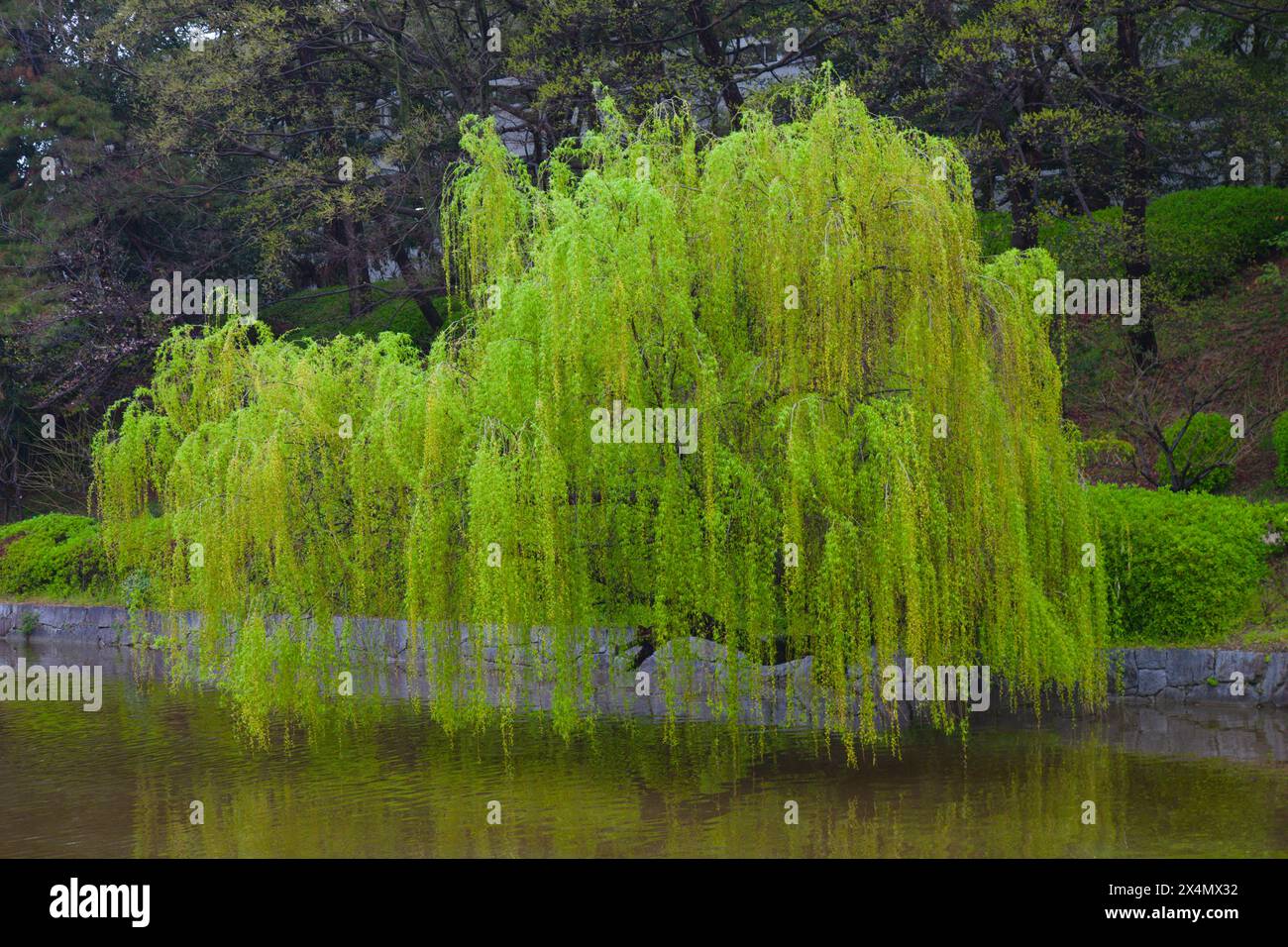 Japan, Shikoku, Matsuyama, willow tree, salix babylonica Stock Photo ...
