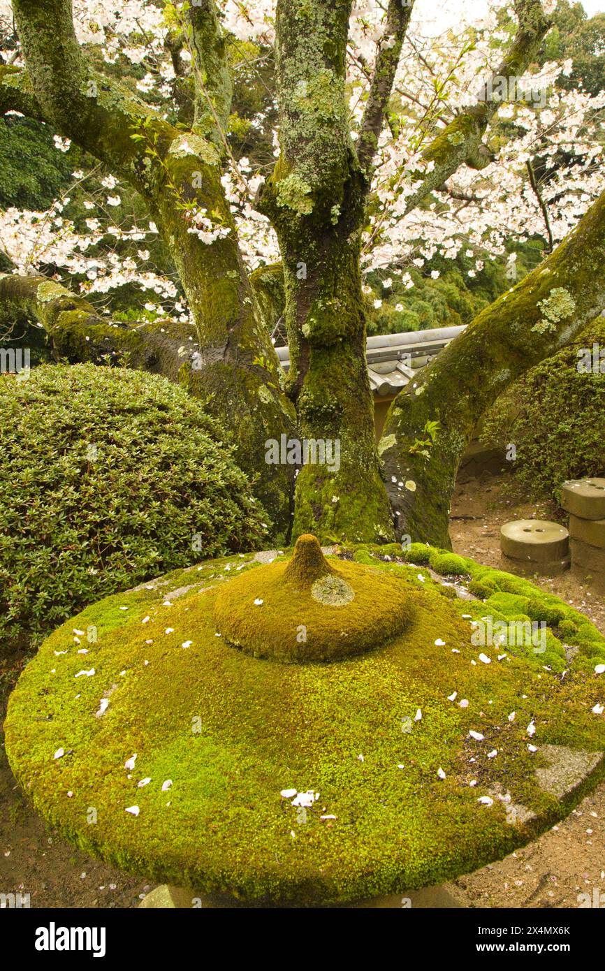 Japan, Shikoku, Matsuyama, Hogonzi Temple, cherry blossoms, moss ...
